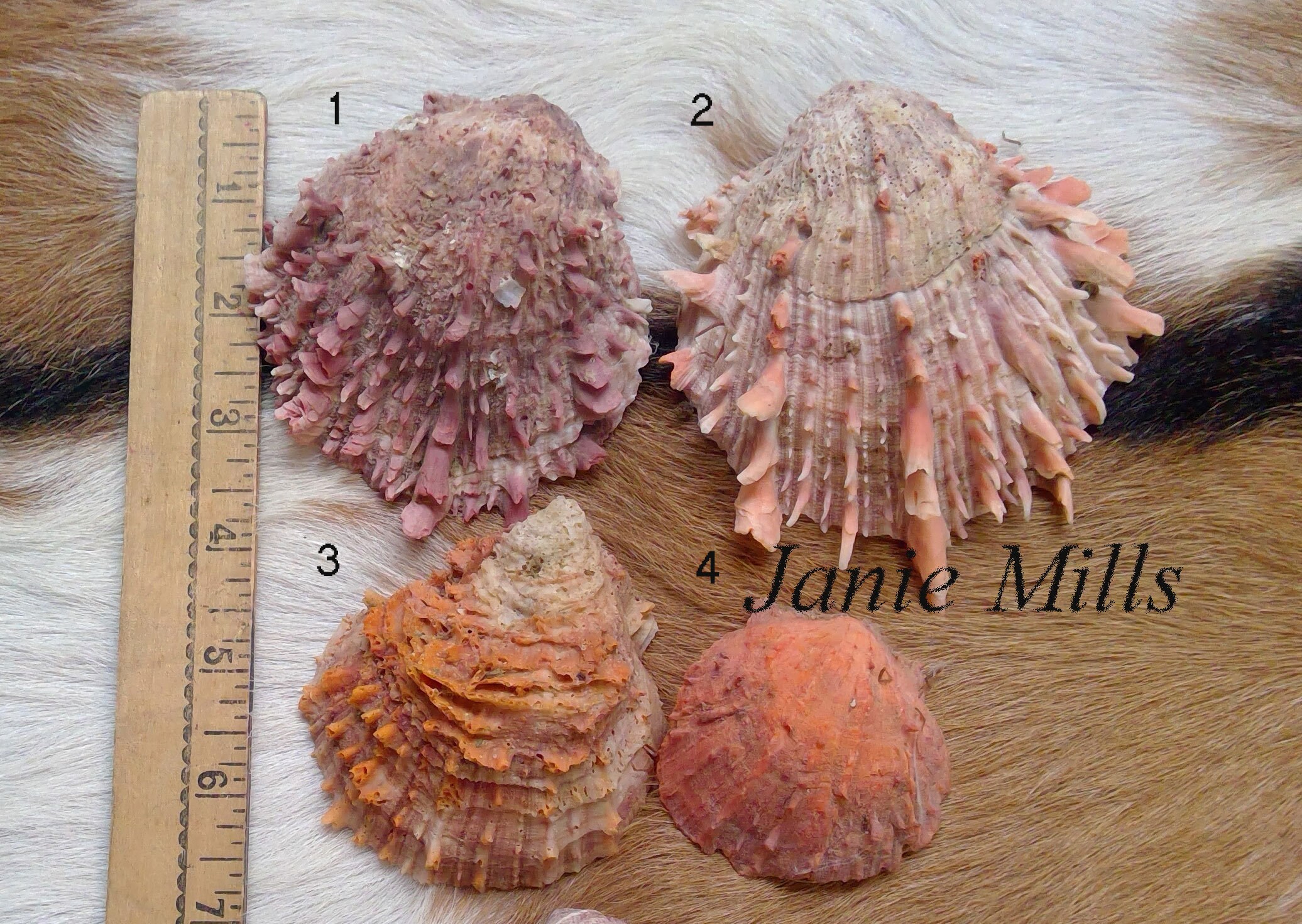 Spiny Oyster Orange Lions Paw Purple Shells - Etsy