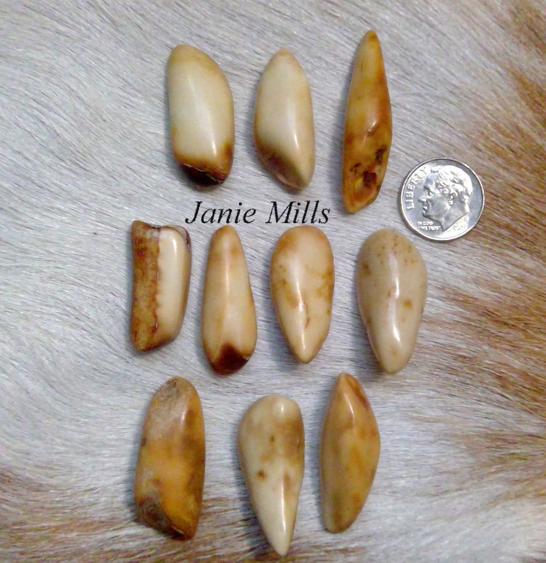 Teeth Alaska Pacific Mammal Hobby Safe - Etsy