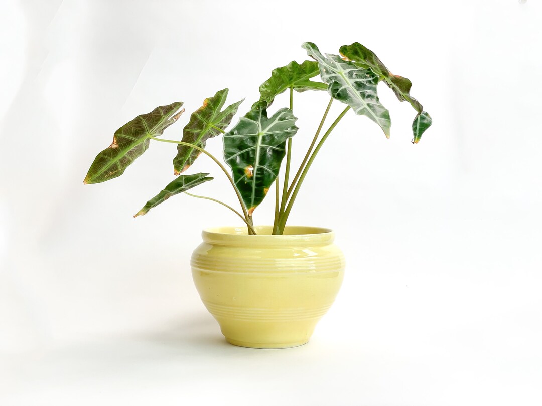 Large Vintage Yellow Planter - 1950s Bright Yellow Beehive Plant Pot - Etsy
