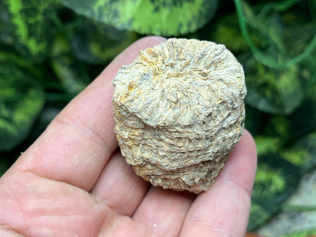 Fossil Region Pleven Kreda Period Bulgaria Natural Crystal Specimen ...