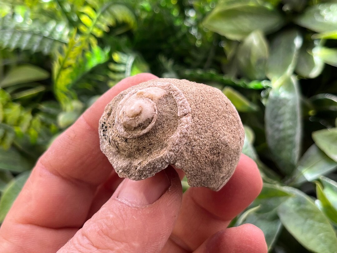 Fossil Region Pleven Bulgaria Natural Fossils - Etsy