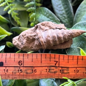Fossil Snail Pleven Bulgaria Natural Crystal Minerals Specimen Clusters Souvenirs ...