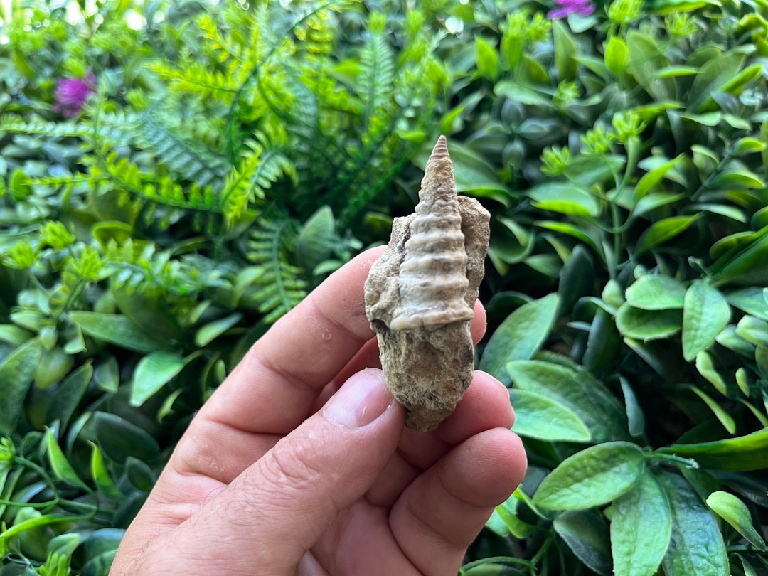 Fossil Snail Pleven Bulgaria Natural Crystal Minerals Specimen Clusters Souvenirs ...