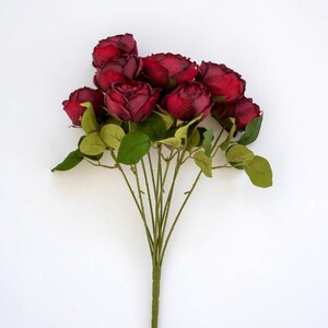 Deep Red Cabbage Rose Bush - Etsy