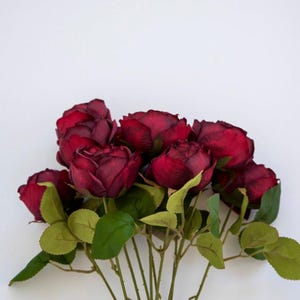 Deep Red Cabbage Rose Bush - Etsy