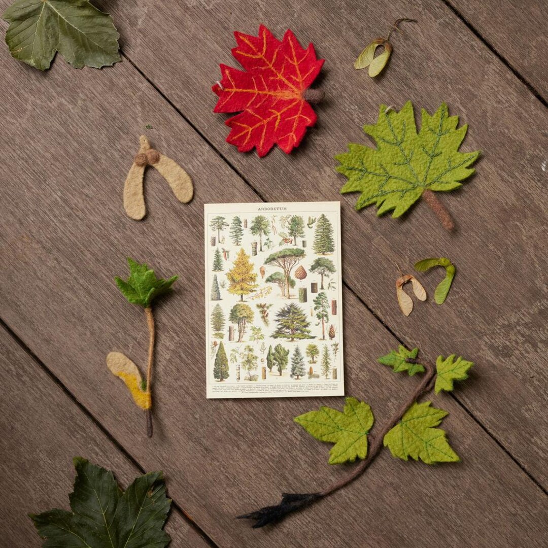 Growth Cycle of a Maple Tree Learning Kit, Hand Needle Felted Bundle of ...