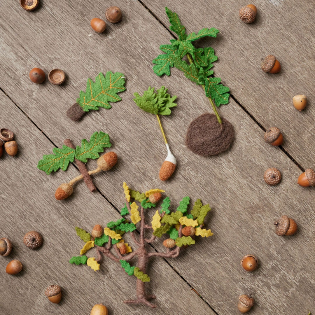 Growth Cycle of an Oak Tree - Learning Kit, Hand Needle Felted Bundle ...
