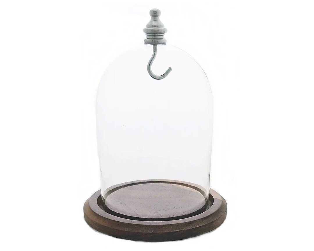 3" X 4" Hand Blown Pocket Watch Glass Display Dome Cloche Real Walnut ...