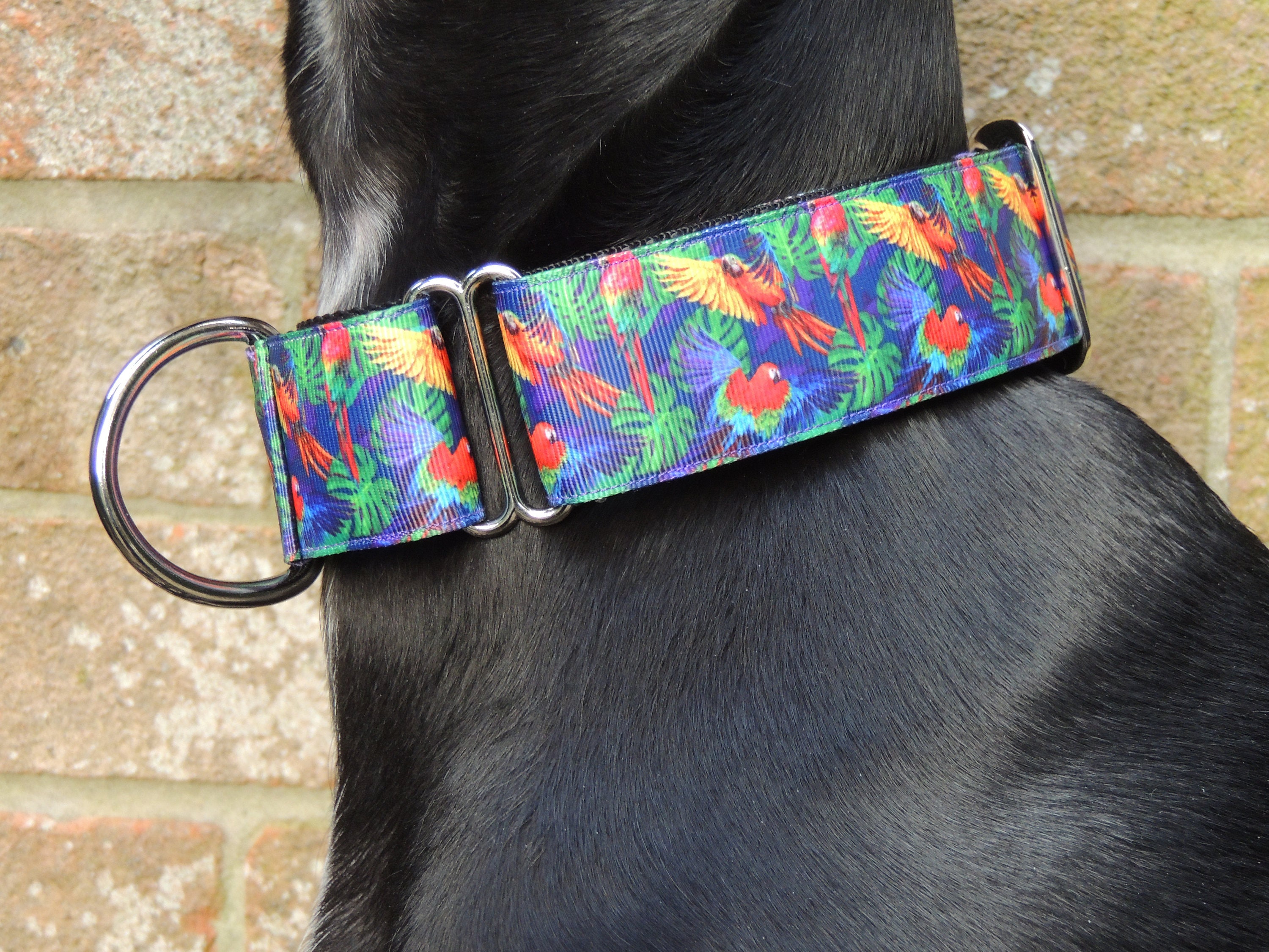 1.5 Inch Martingale Collar or 1.5 Inch Walking Collar - Etsy