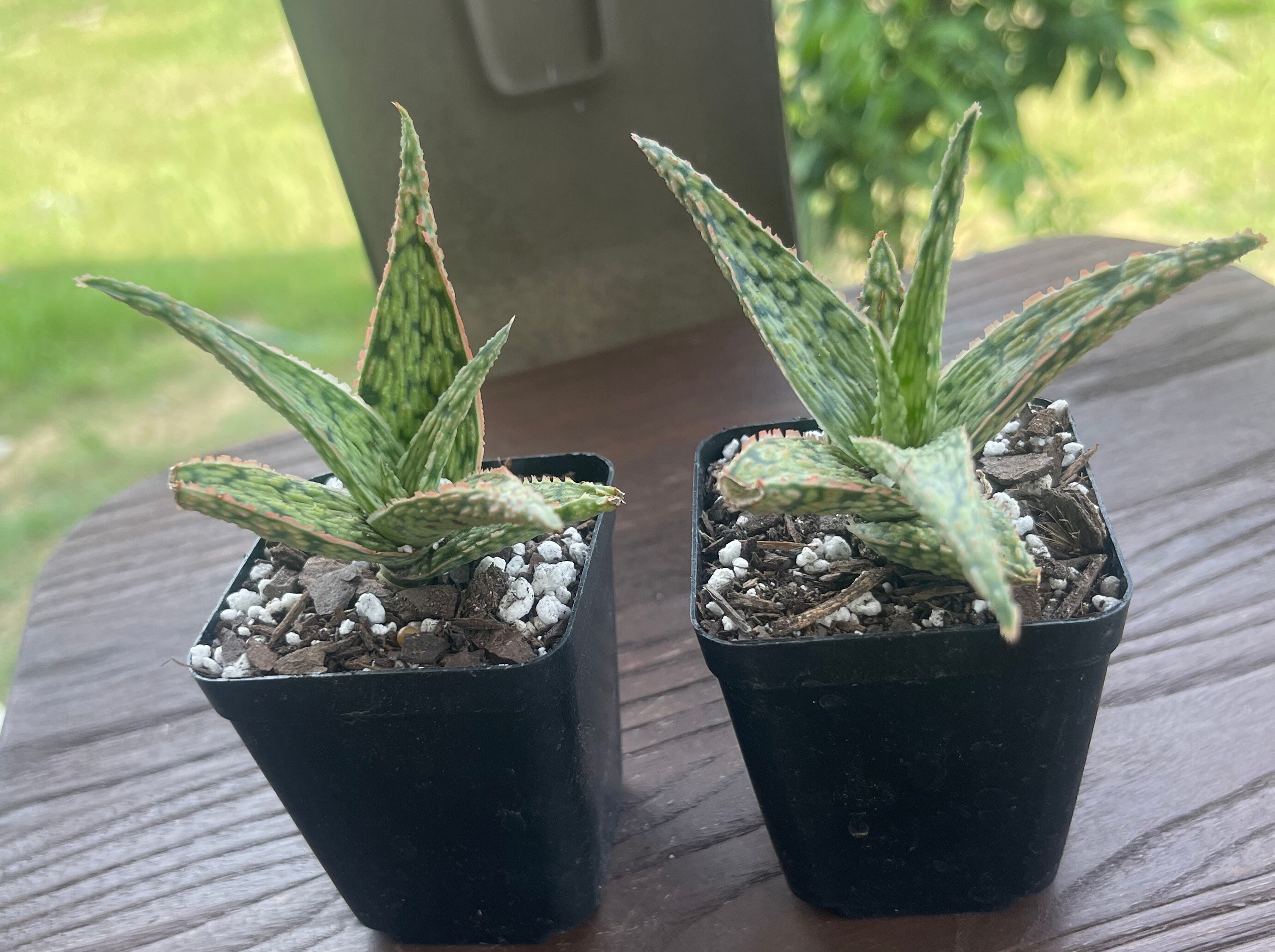 Gasteraloe. Star Aloe. pink Blush Aloe - Etsy