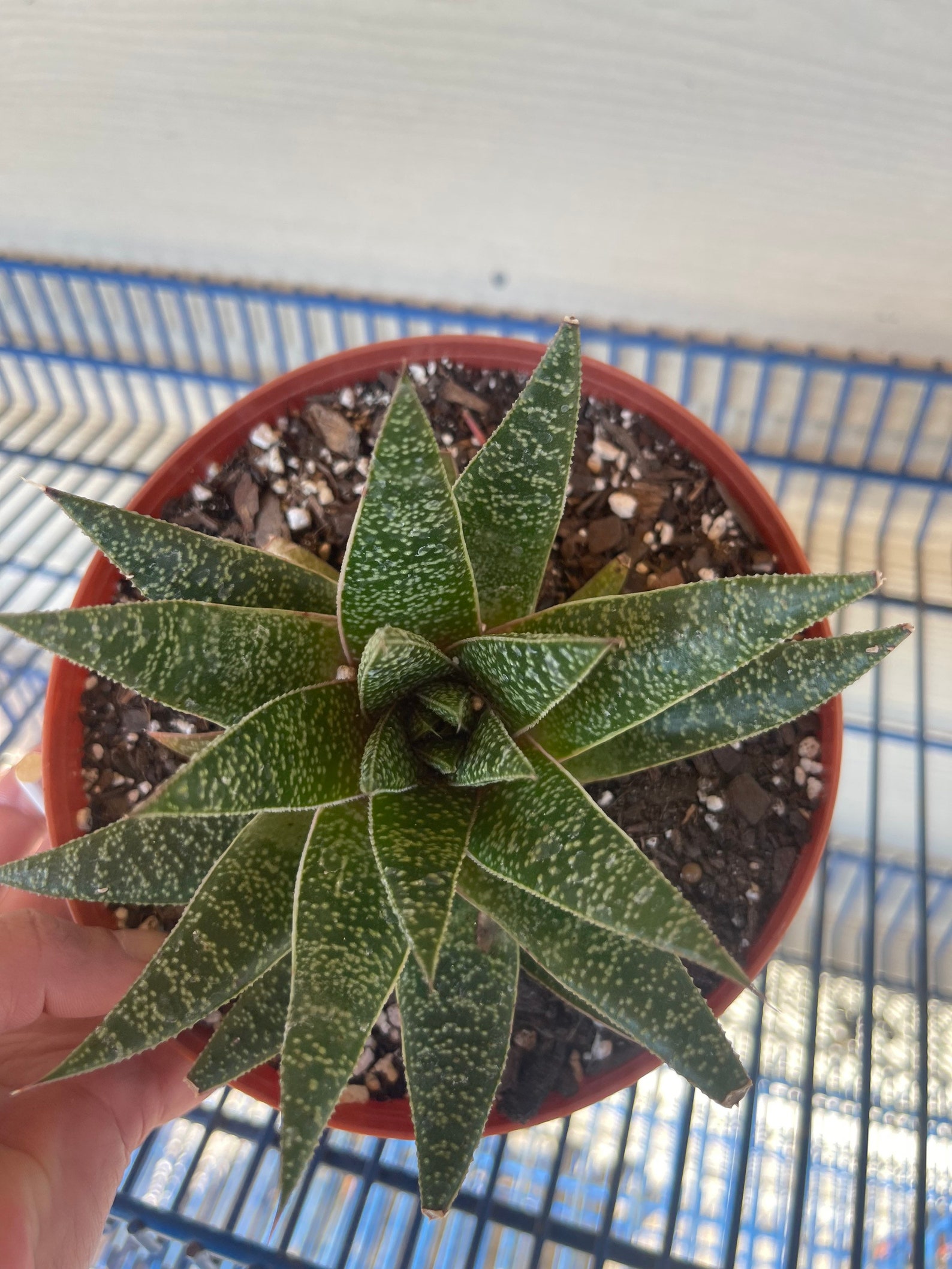 Gasteria Flow Spiky Aloe. Live Succulent | Etsy