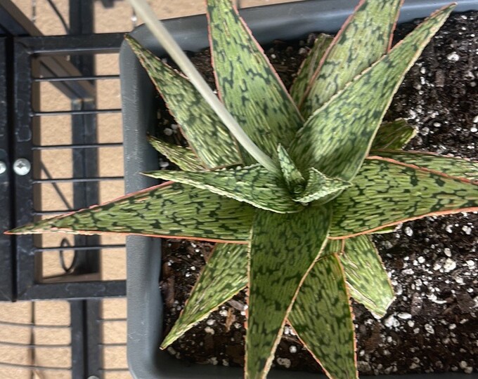 Gasteraloe. Star Aloe. “pink Blush” Aloe - Etsy