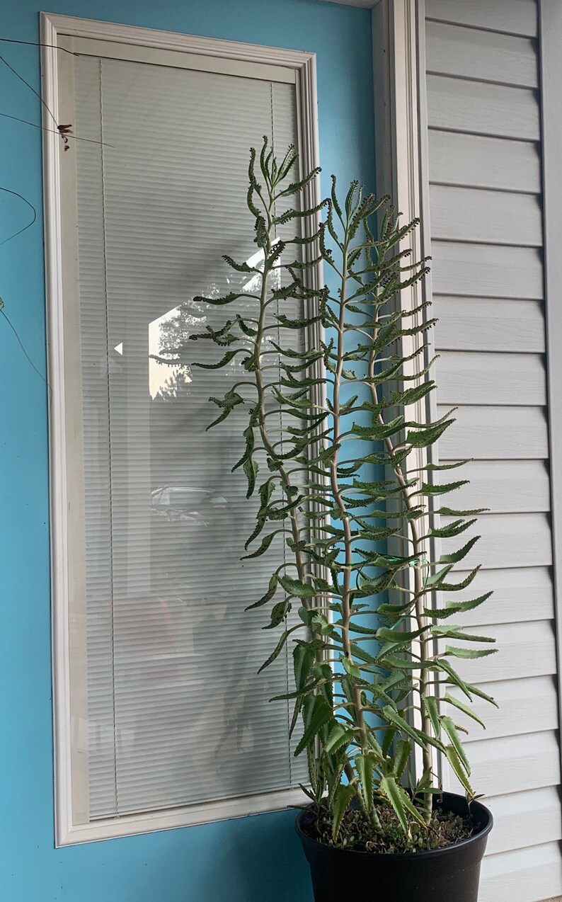 Mother of Millions..devils Backbone. Alligator Plant. - Etsy