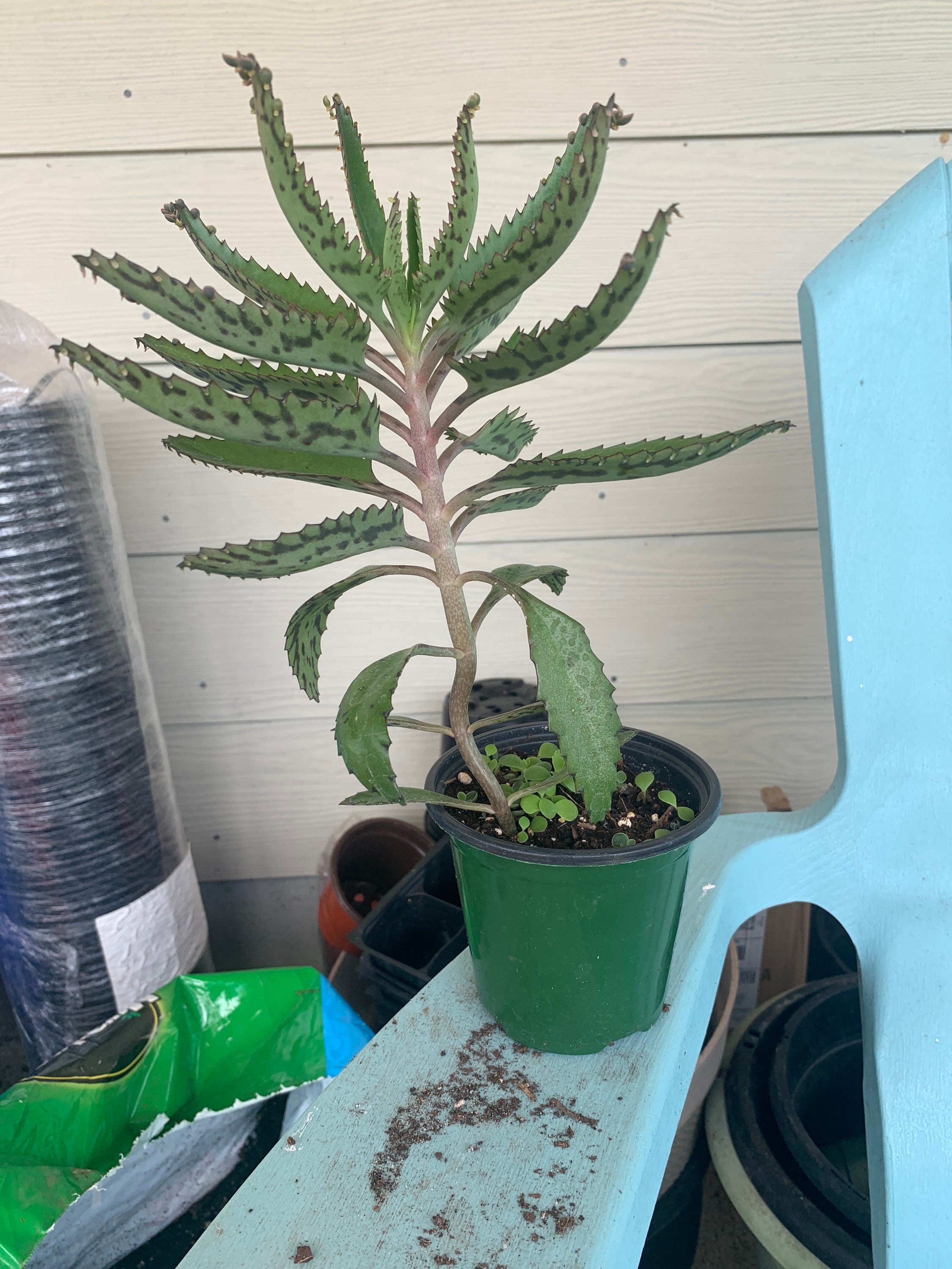 Mother of Millions..devils Backbone. Alligator Plant. - Etsy