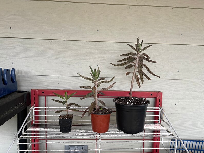 Mother of Millions..devils Backbone. Alligator Plant. - Etsy