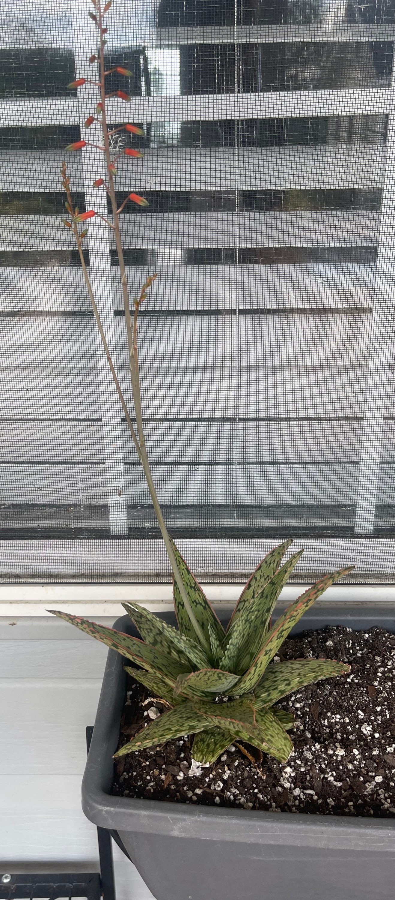 Gasteraloe. Star Aloe. pink Blush Aloe - Etsy