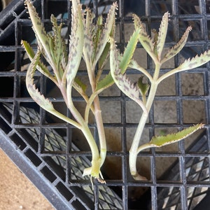 Mother of Millions..devils Backbone. Alligator Plant. Succulent. Live ...