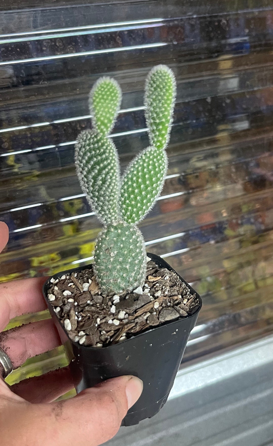 Prickly Pear Cactus Angels Wing Cactus - Etsy