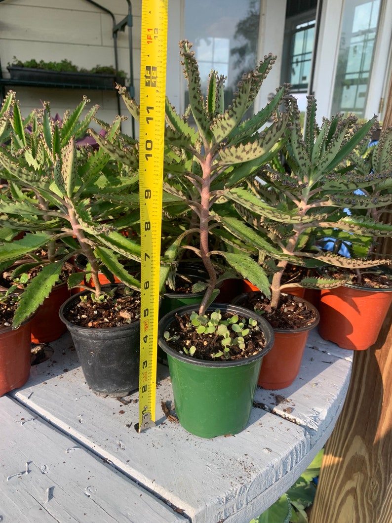 Mother of Millions..devils Backbone. Alligator Plant. - Etsy