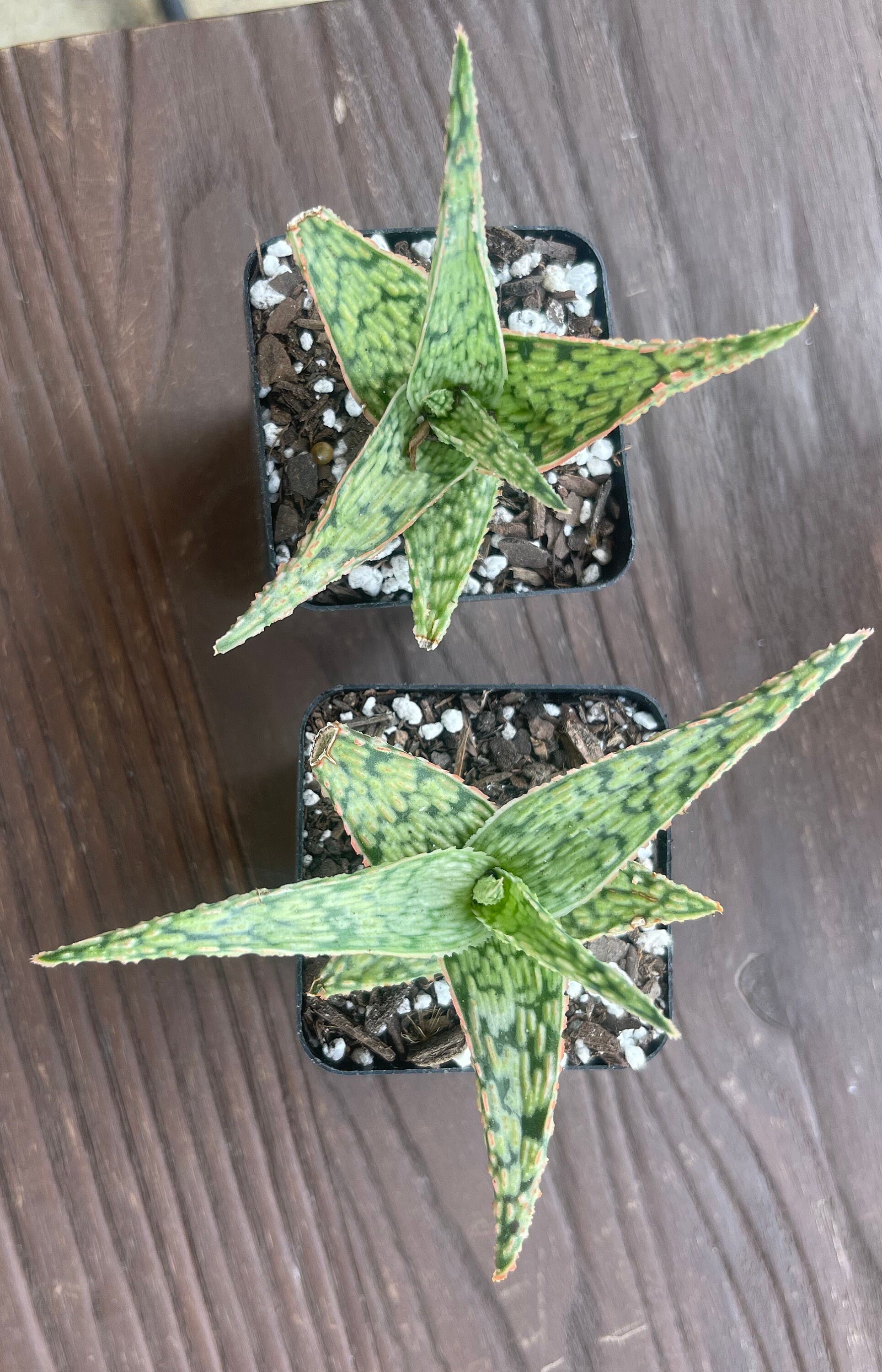 Gasteraloe. Star Aloe. pink Blush Aloe - Etsy