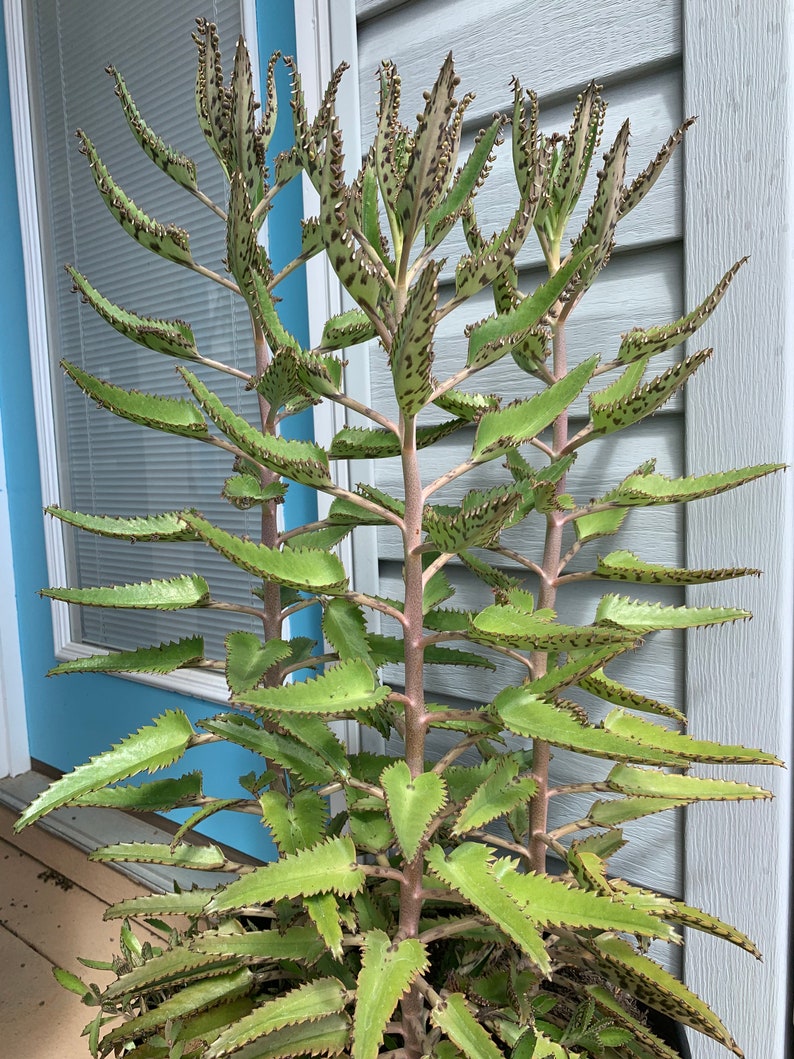 Mother of Millions..devils Backbone. Alligator Plant. - Etsy