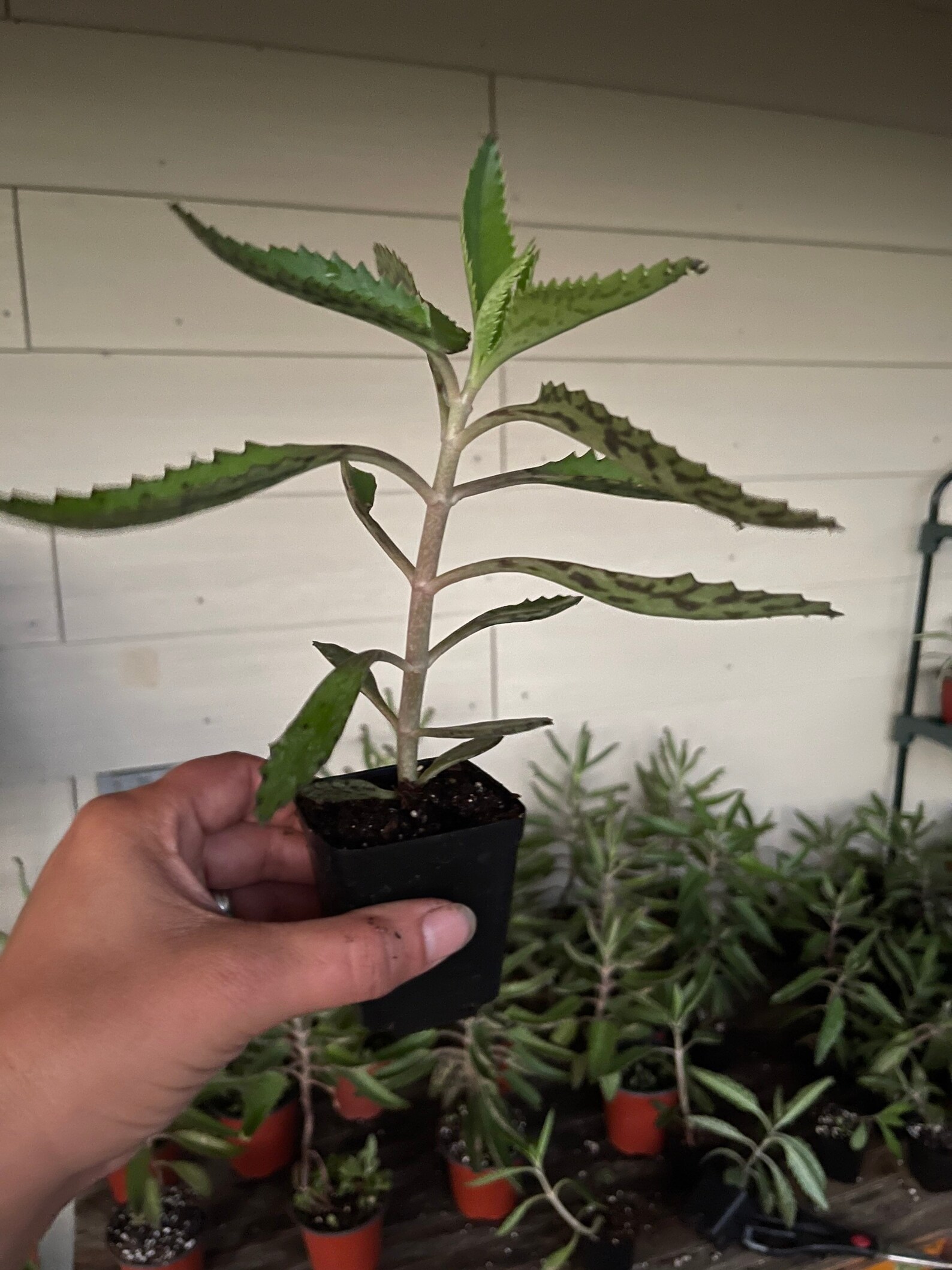 Mother of Millions..devils Backbone. Alligator Plant. - Etsy