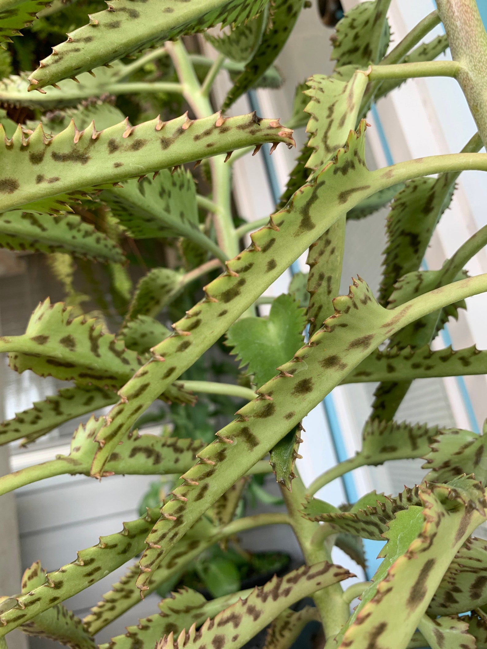 Mother of Millions..devils Backbone. Alligator Plant. - Etsy
