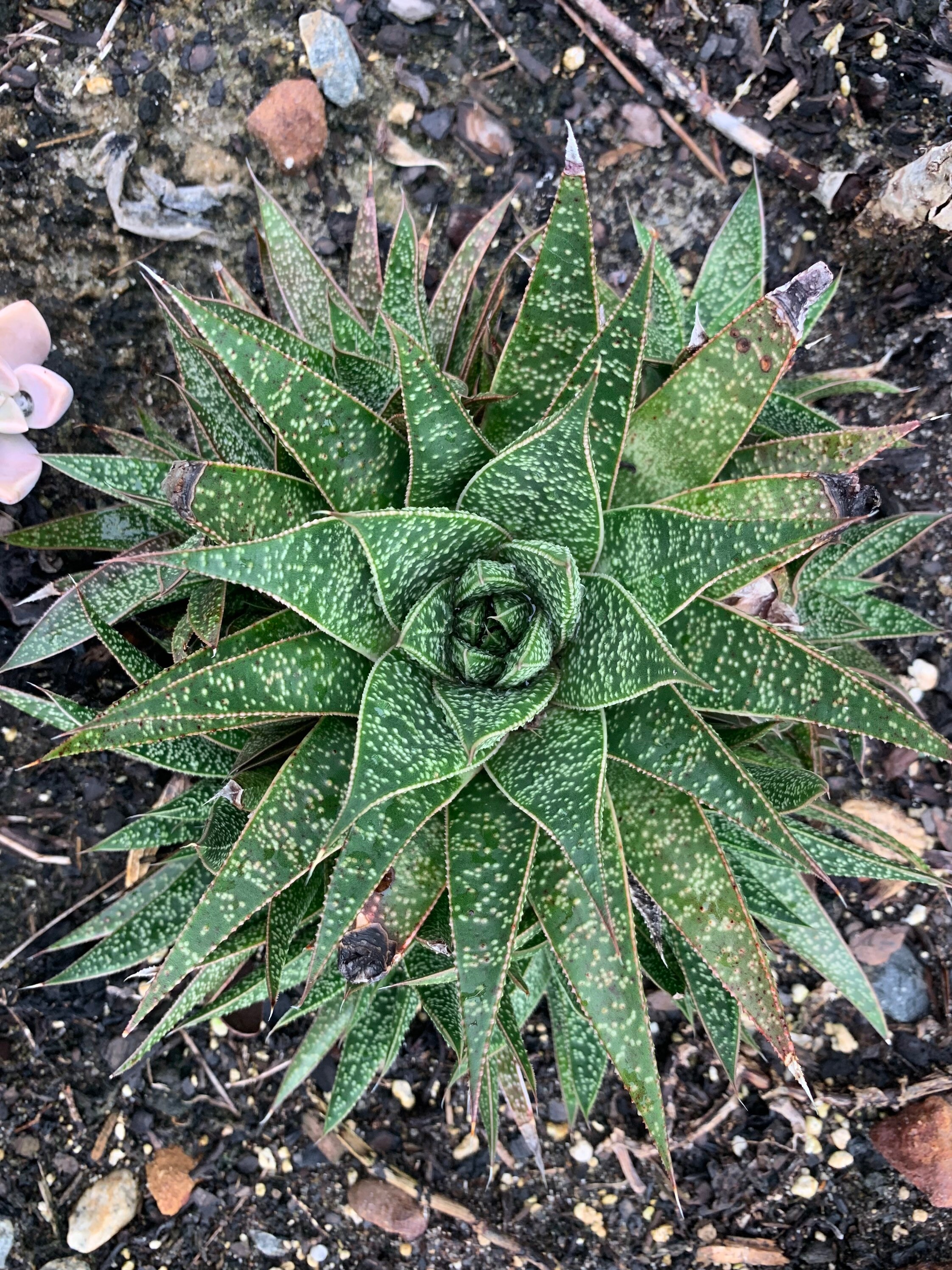 Gasteria Flow Spiky Aloe. Live Succulent | Etsy