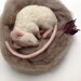 Mouse Nap - Etsy UK