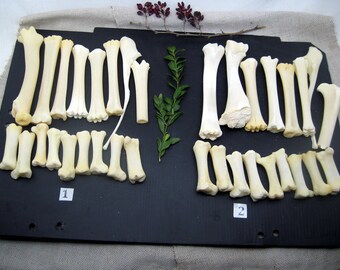 Animal bones | Etsy
