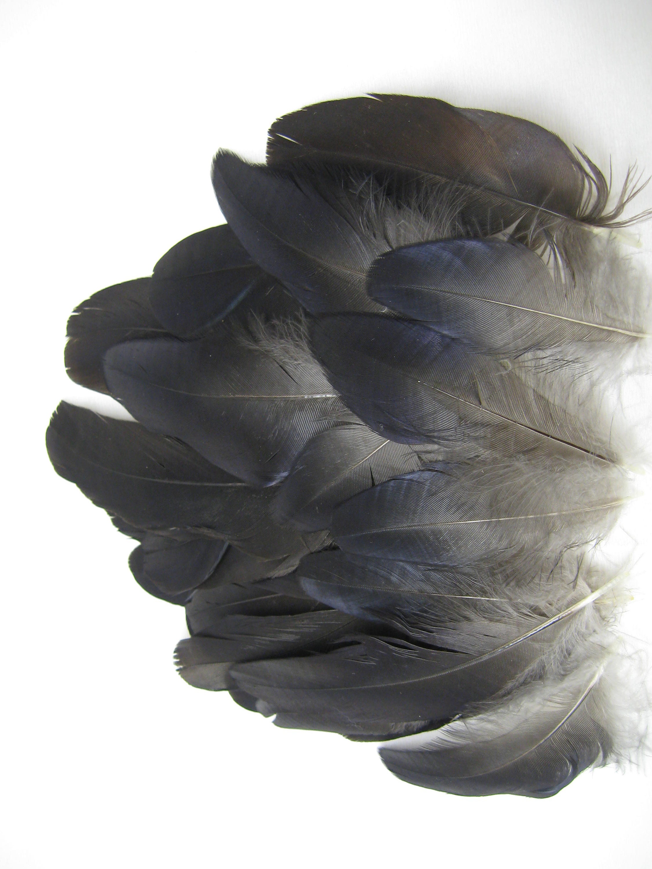 Best selected cover or contour feathers Real feathers for a | Etsy