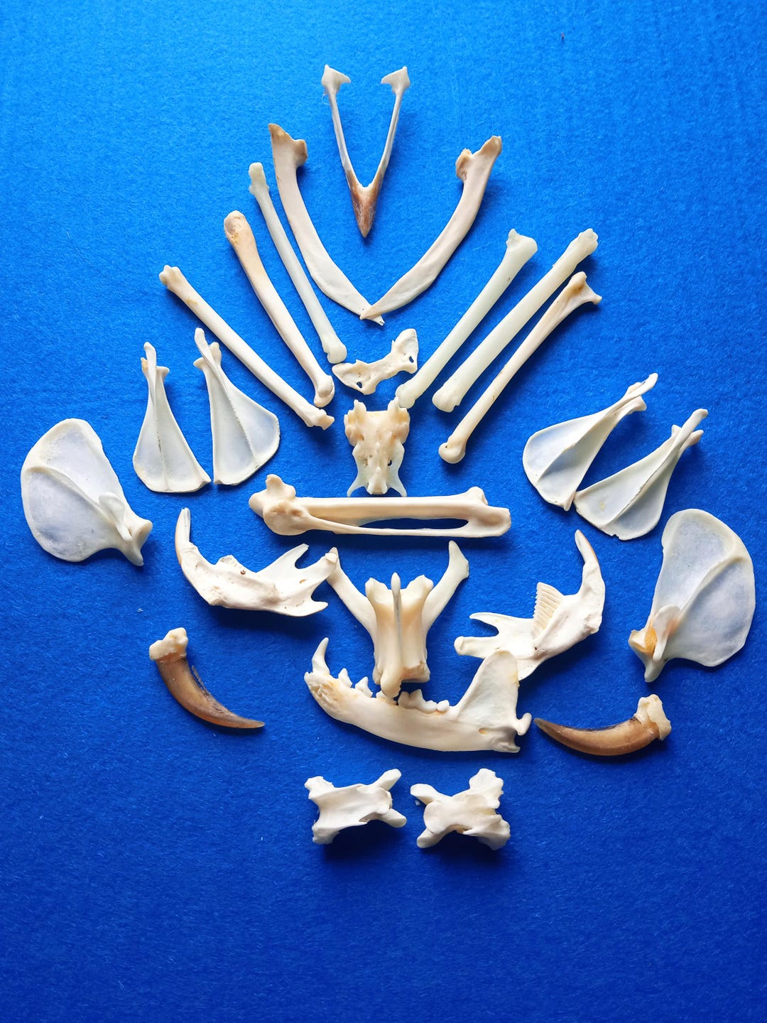 An Exclusive Set of Bones for Jewelry, Select Bones,badger Claws, Raven ...