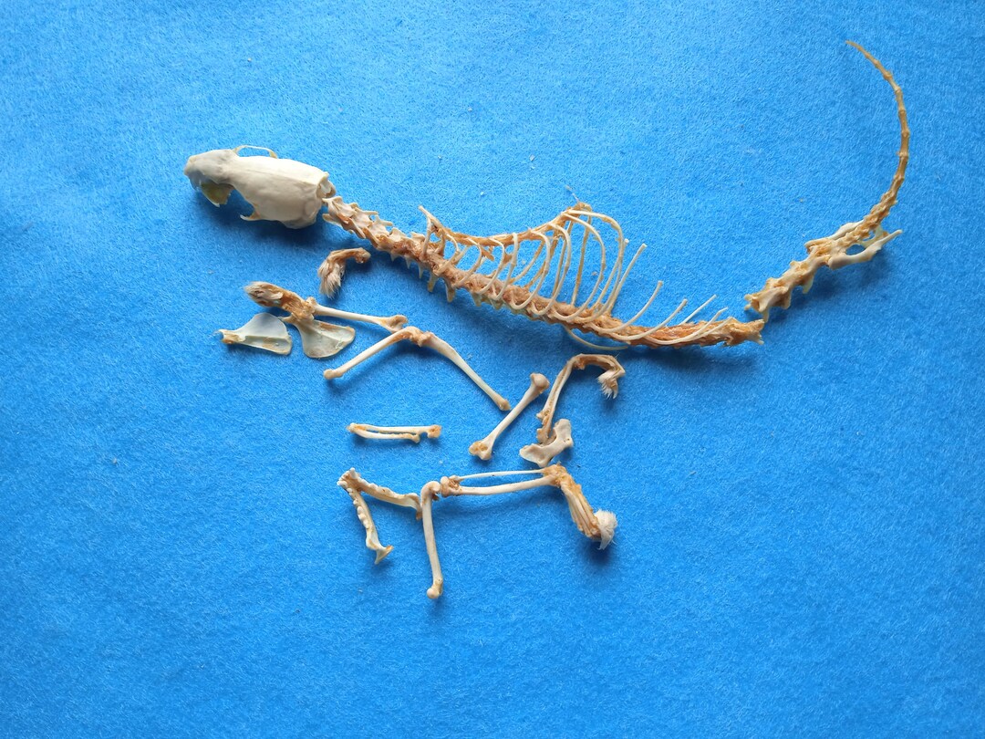 Complete Set of Bones of the European Weasel Skeleton, Articulation Set ...