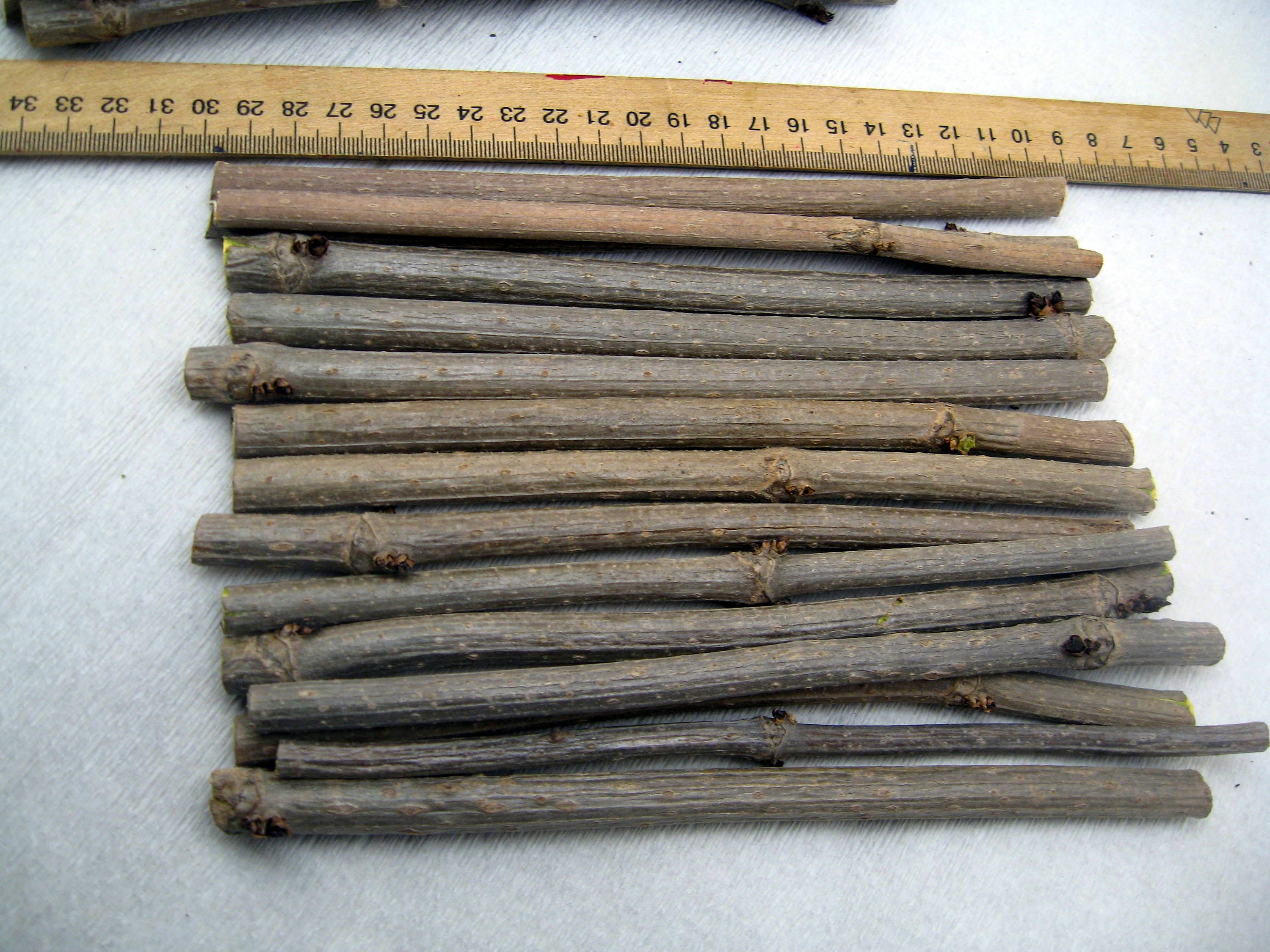 Elder Wanddried Elder Branchelder Twigbranch Black - Etsy