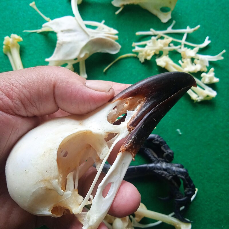 Raven Taxidermy - Etsy