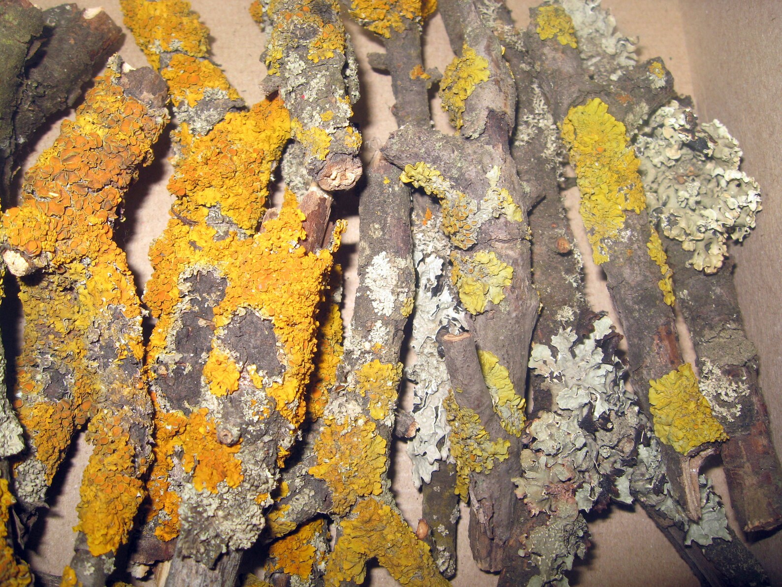 Lichen Branches Lichen Sticks Twig Craft Woodland Decor - Etsy