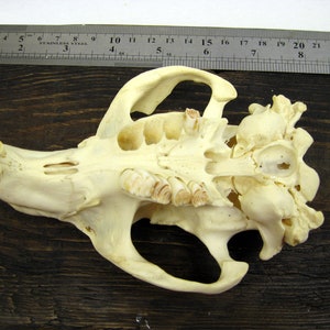 Large Real beaver skull animal decor original gift taxidermy | Etsy