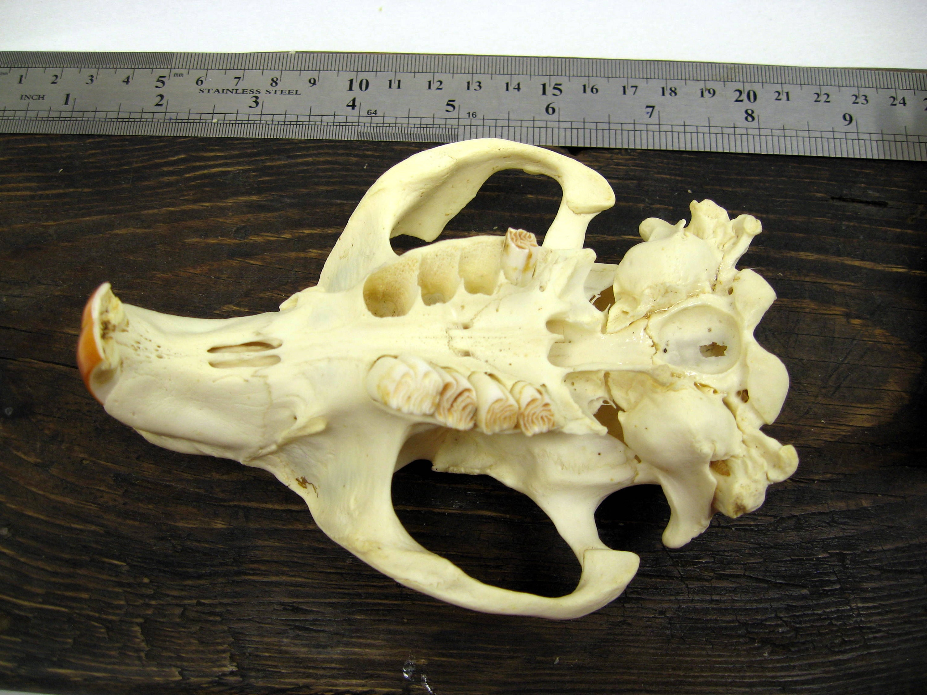 Large Real beaver skull animal decor original gift taxidermy | Etsy