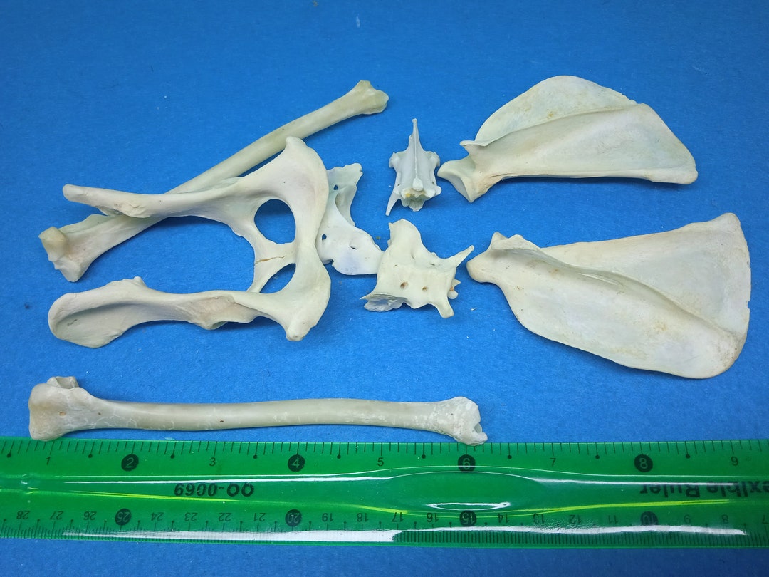 8 Fox Bones Collection of Real Fox Bones _ SET of 8 Psc - Etsy