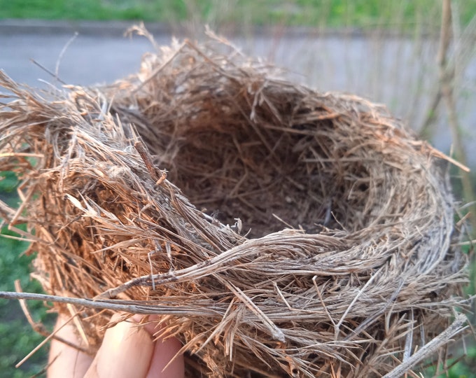 Real Shrike Nests . Beautiful Shrike Nests. - Etsy