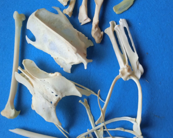 Raven Bones Taxidermy Decor Witchcraft Decorating Supply Kit Shaman ...