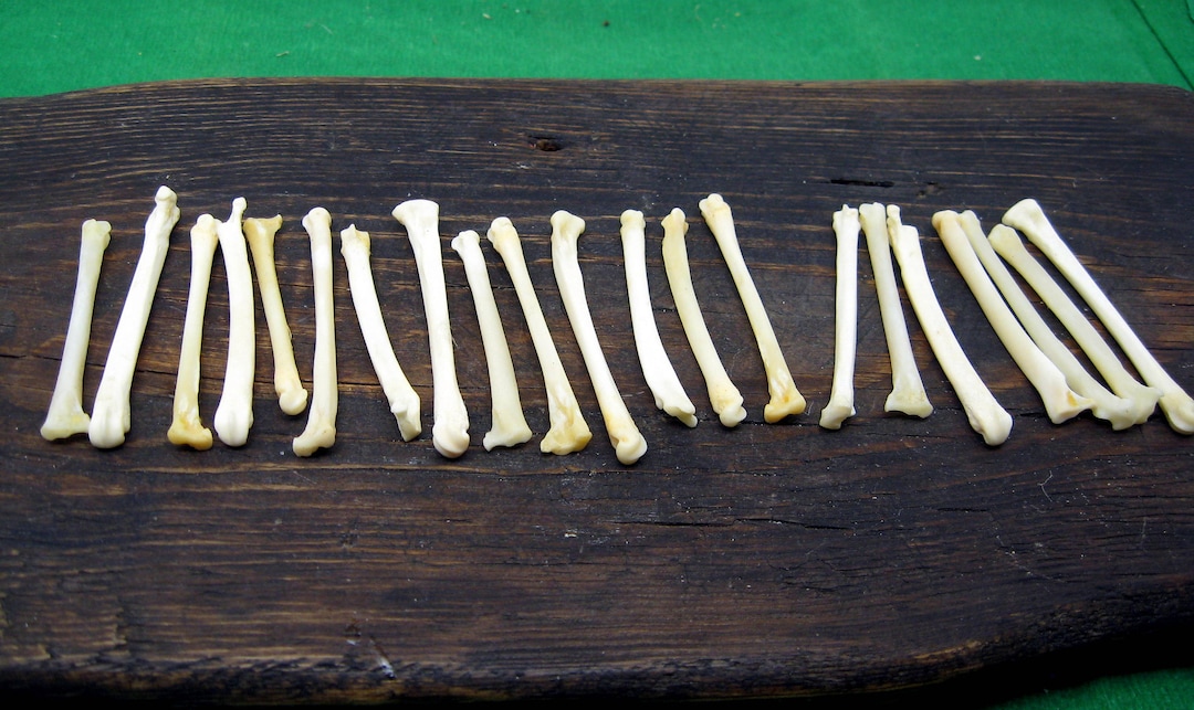 Real Fox Bones Shaman Ritual Kit Remains Natural Bones Dice Art Hoodoo Occult Decor Woodoo ...