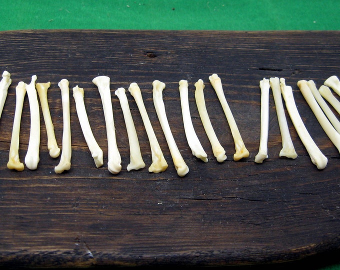 Real Fox Bones Shaman Ritual Kit Remains Natural Bones Dice Art Hoodoo ...
