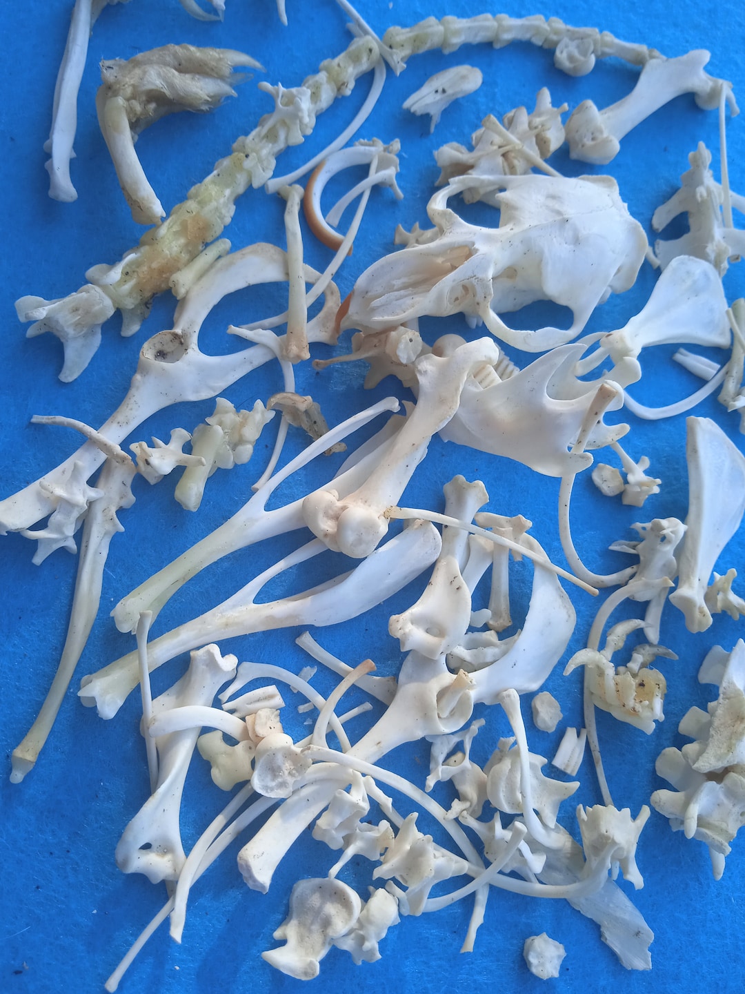 A Real Complete Muskrat Skeleton Real Bones Skull Ribs Vertebrae Animal ...