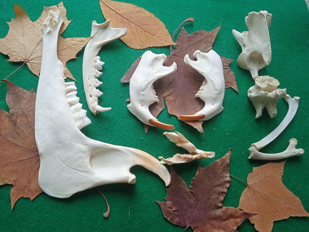 Forest Boxing: Fox Jaw, Muskrat Jaw, Beaver Jaw, Wolf Vertebrae, Wolf ...