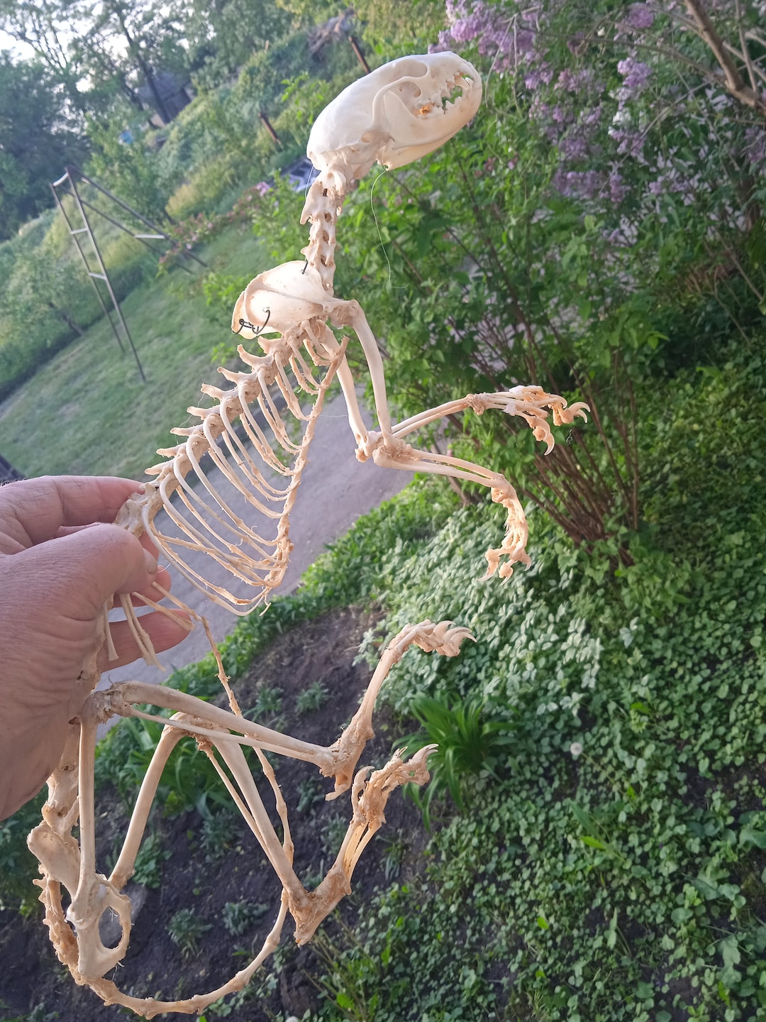 Real Forest Marten Skeleton Complete Marten Skeleton Visual Guide - Etsy