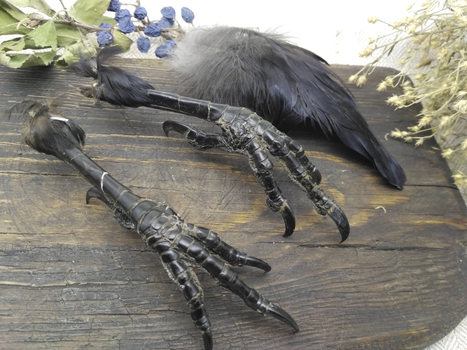 Raven claw ravenclaw foot real taxidermy crow bird feet fetish | Etsy