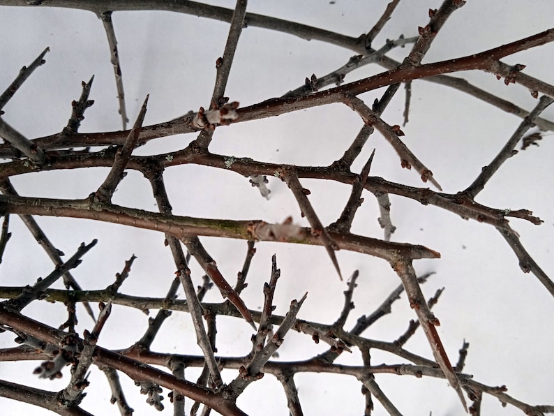 Prickly Blackthorn Branches: Natural Thorns, Unbreakable Twigs (set of ...
