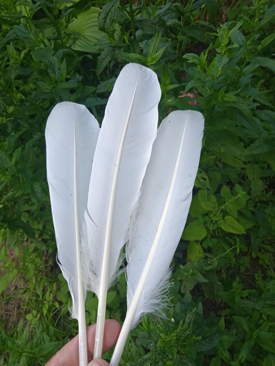 Handmade Smufge Fan, Large White Swan Wing Feathers: Natural Molting ...