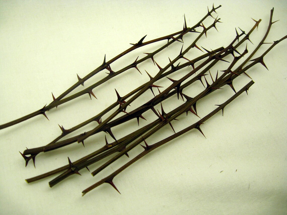 Thorn Acacia Blackthorn Honey Twigs Thorntree Sticks Dried - Etsy